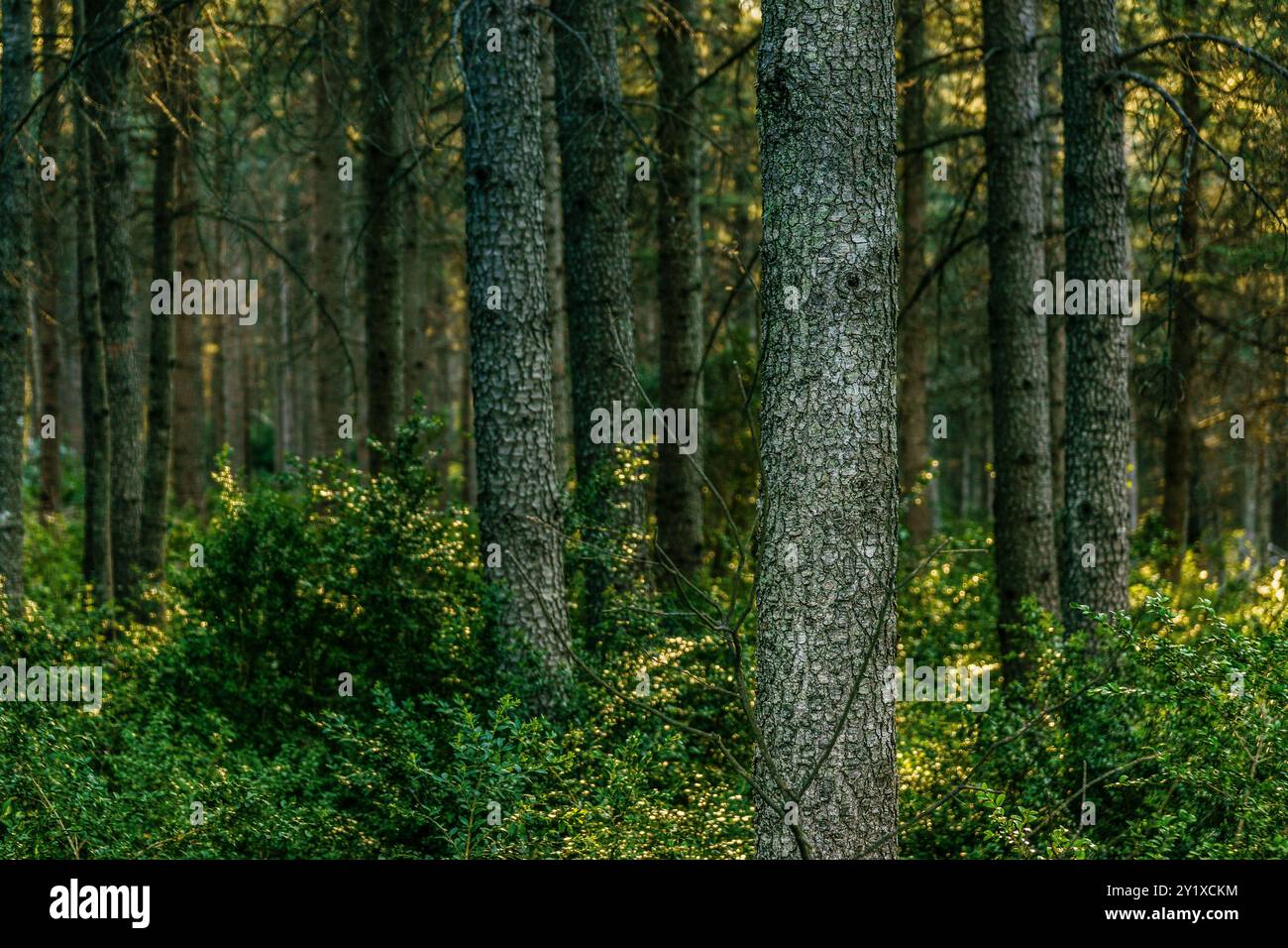 Atlas cedars, Foret Des Cedres, Luberon National Park, Provence, France ...