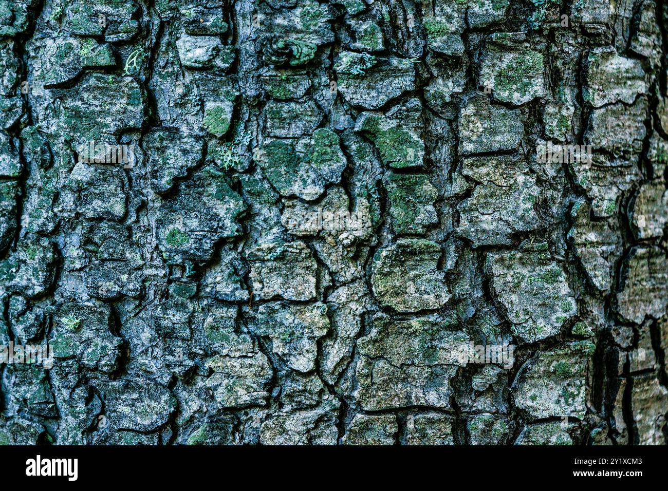 Atlas cedars, Foret Des Cedres, Luberon National Park, Provence, France ...