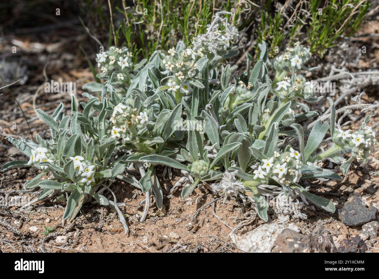 Bownut Cryptantha (Oreocarya suffruticosa) Plantae Stock Photo - Alamy