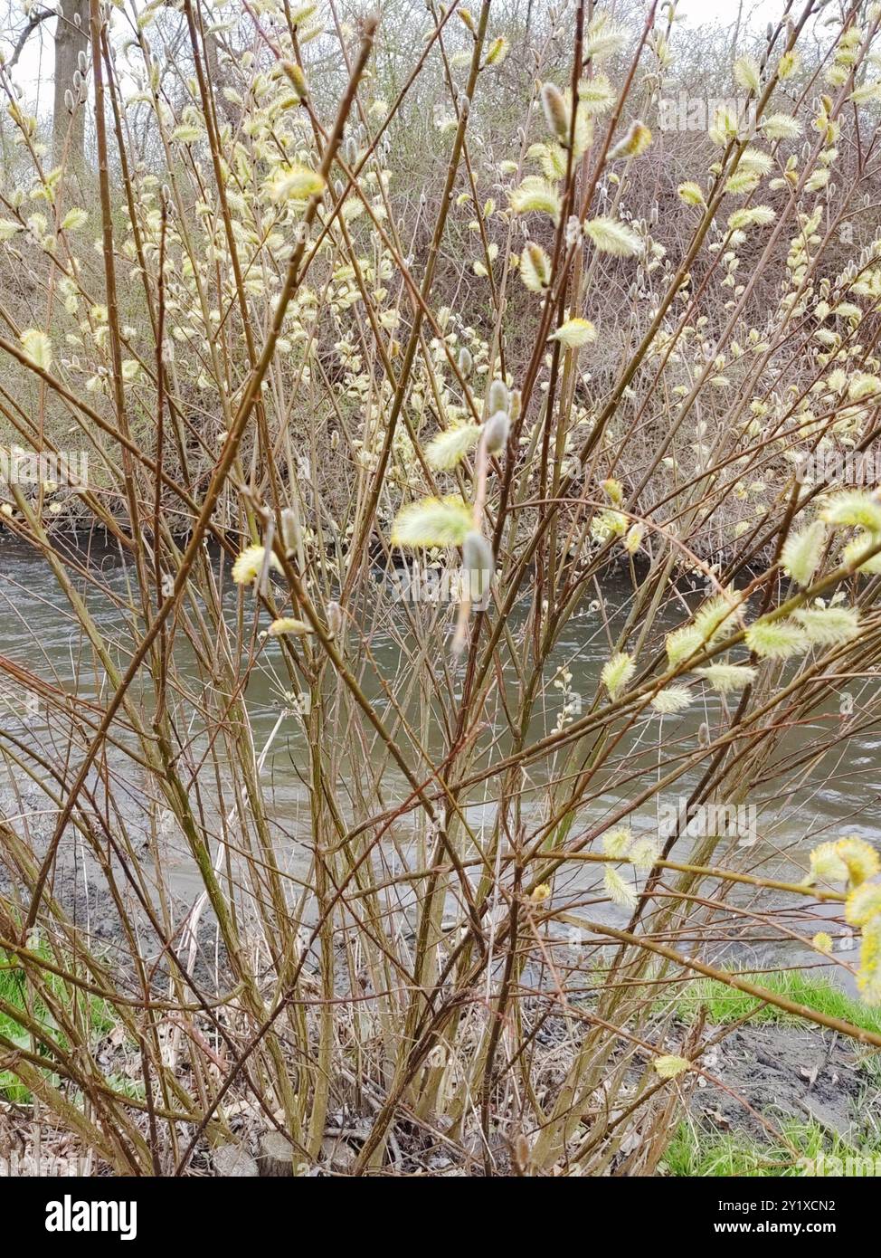pussy willow (Salix discolor) Plantae Stock Photo - Alamy