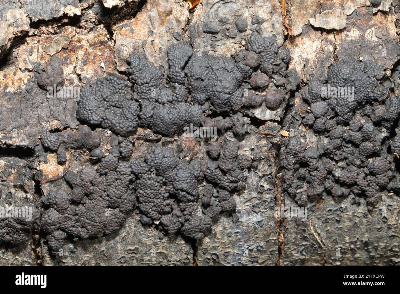 Brittle Cinder (Kretzschmaria deusta) Fungi Stock Photo - Alamy