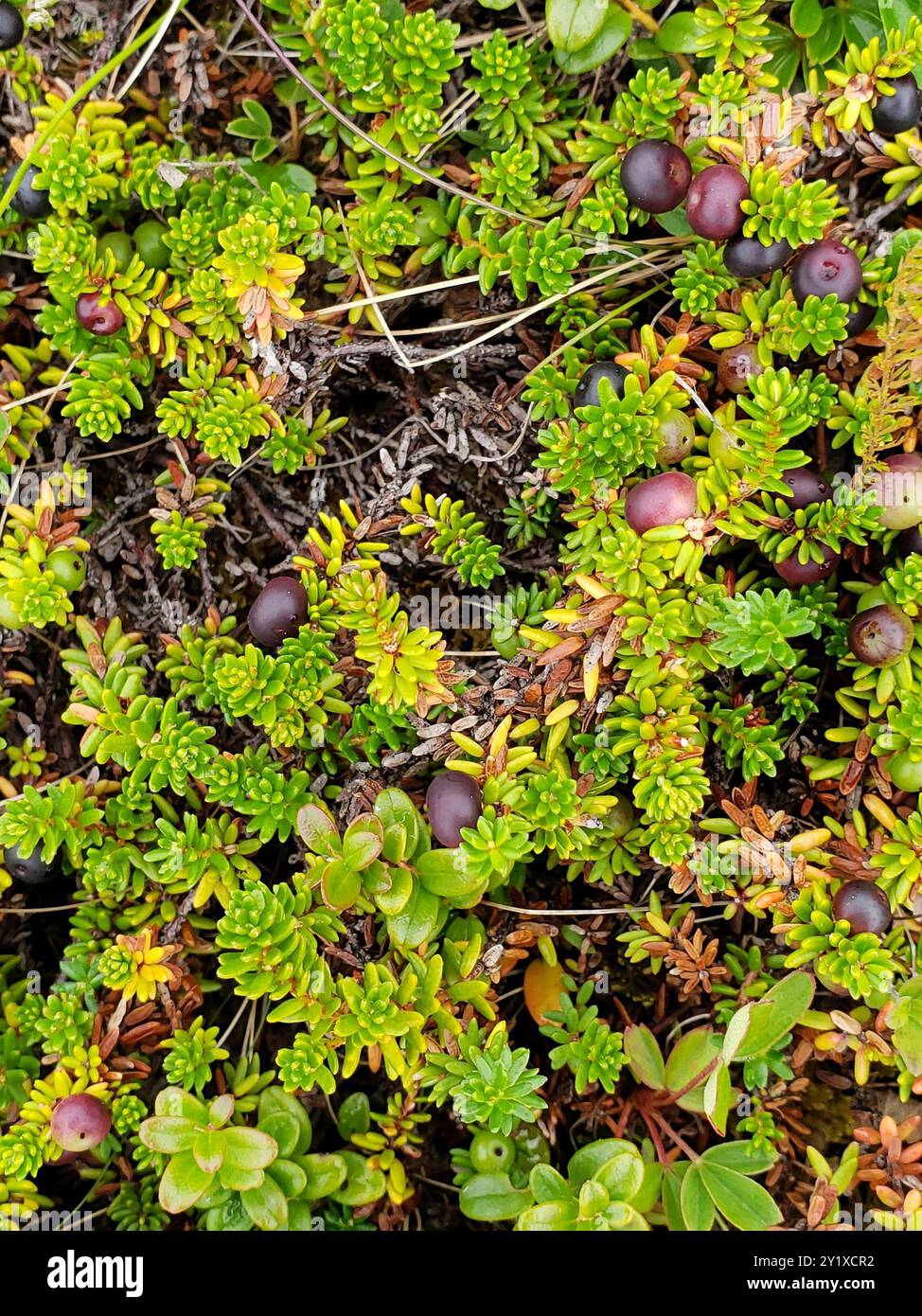 black crowberry (Empetrum nigrum) Plantae Stock Photo - Alamy