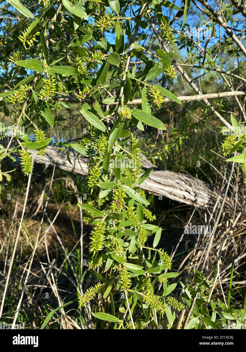 Arroyo Willow (Salix lasiolepis) Plantae Stock Photo - Alamy