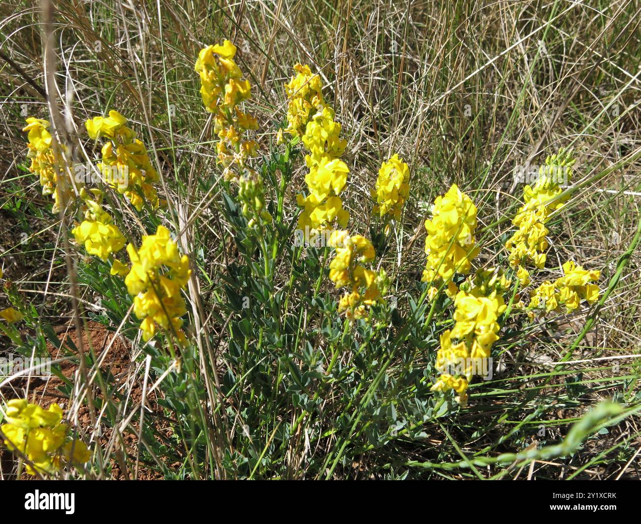 Round Pod Rattle Bush (Crotalaria globifera) Plantae Stock Photo - Alamy