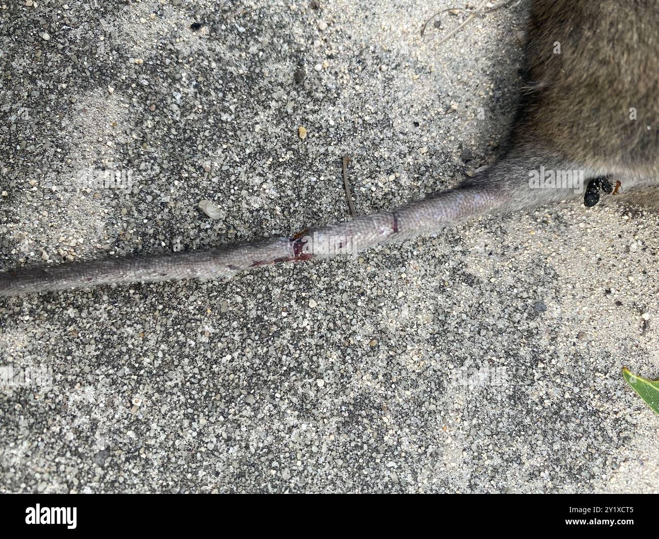 Mice, Rats, and Hamsters (Myomorpha) Mammalia Stock Photo - Alamy