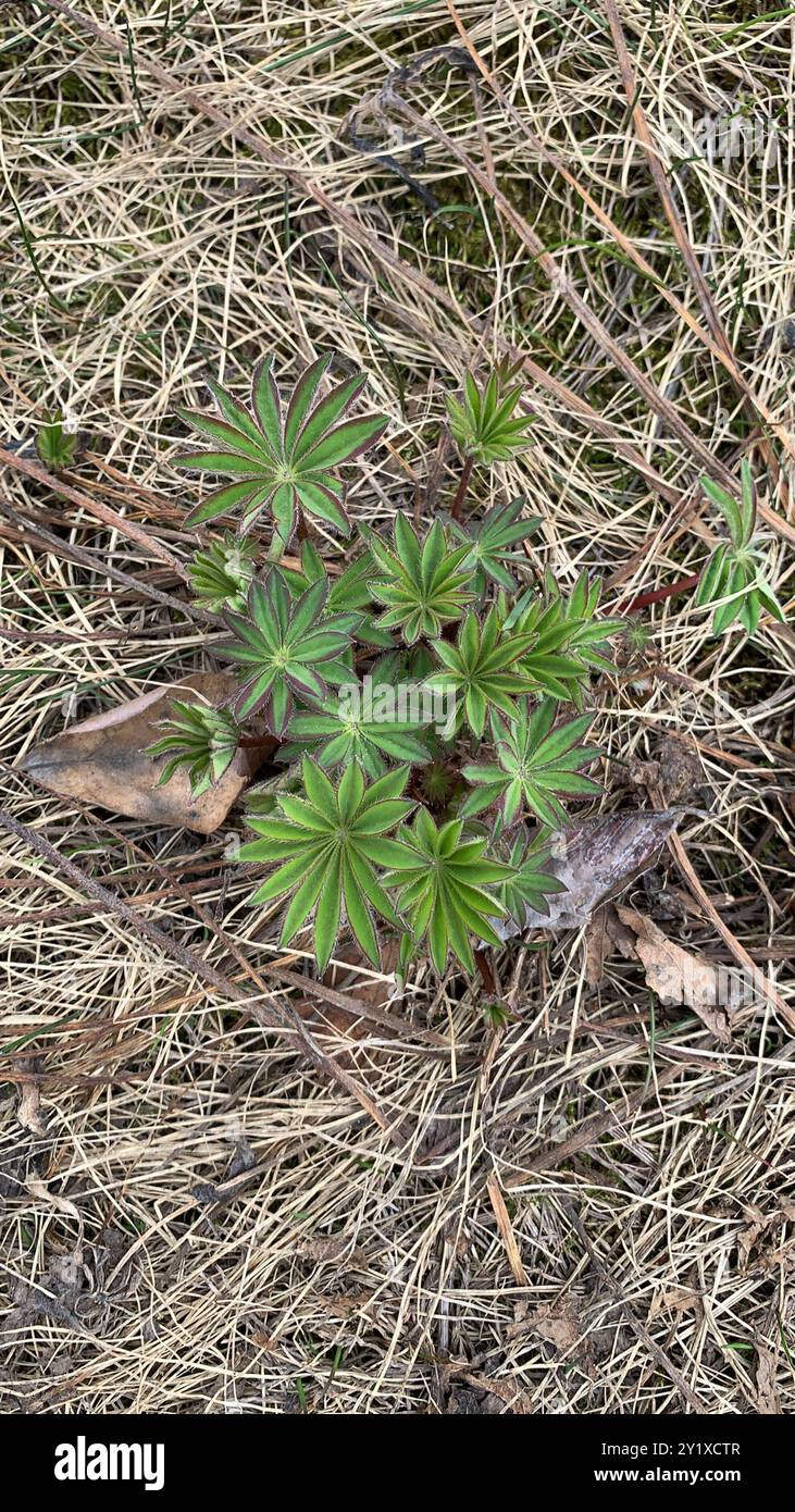 Arctic Lupine (Lupinus arcticus) Plantae Stock Photo - Alamy