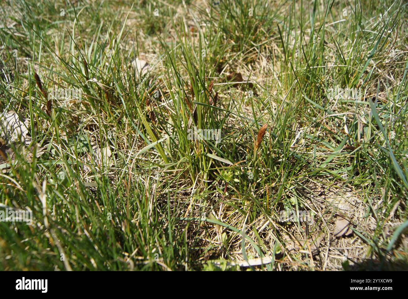 spring sedge (Carex caryophyllea) Plantae Stock Photo - Alamy