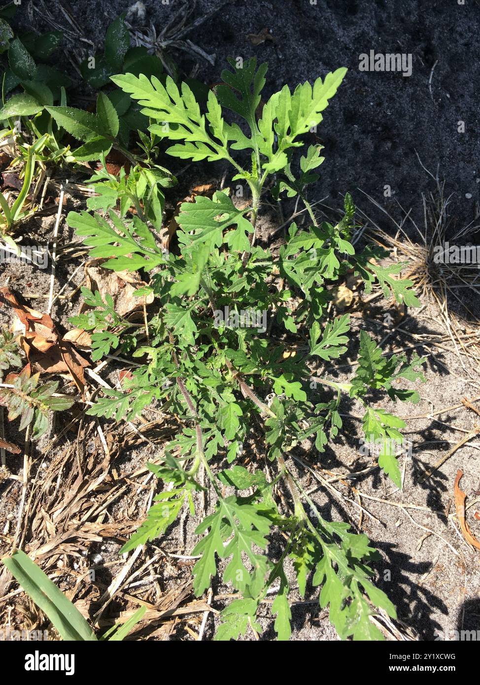 common ragweed (Ambrosia artemisiifolia) Plantae Stock Photo - Alamy