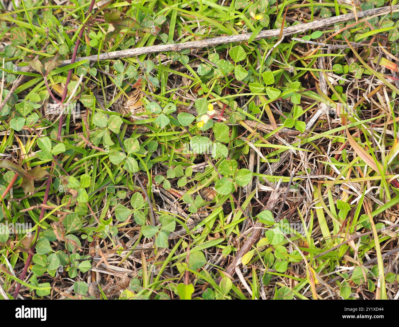 Least Snoutbean (Rhynchosia minima) Plantae Stock Photo - Alamy