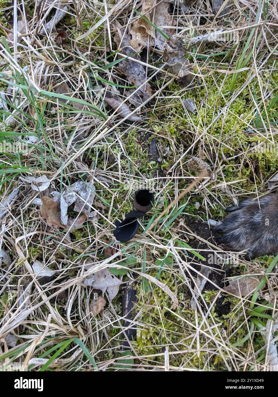 devil's urn (Urnula craterium) Fungi Stock Photo - Alamy