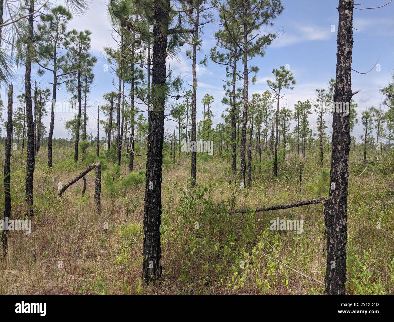pond pine (Pinus serotina) Plantae Stock Photo - Alamy