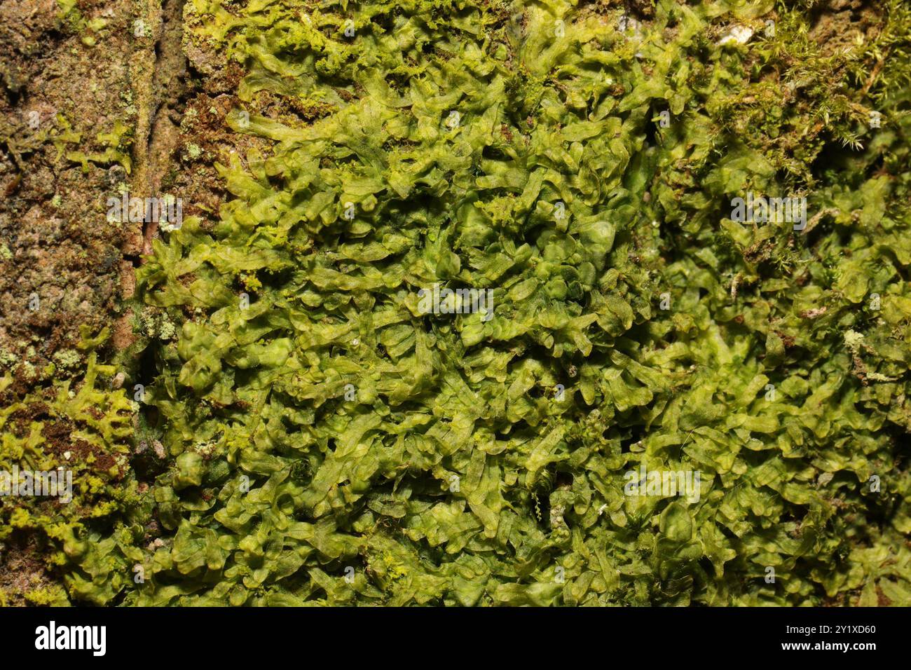 Forked Veilwort (Metzgeria furcata) Plantae Stock Photo - Alamy