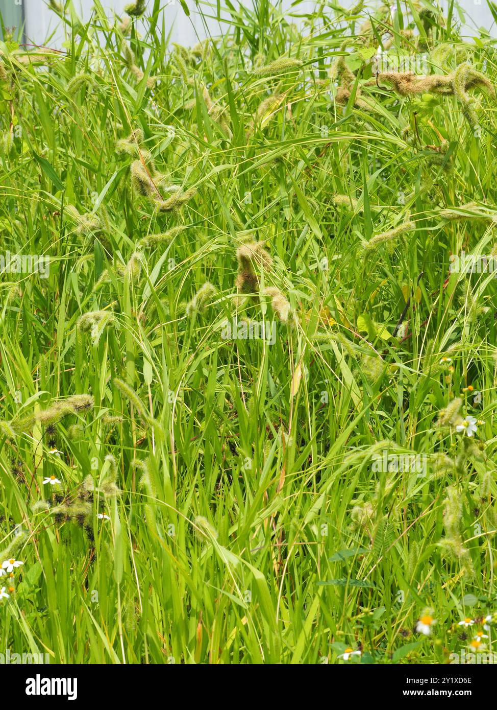 hooked bristle grass (Setaria verticillata) Plantae Stock Photo - Alamy