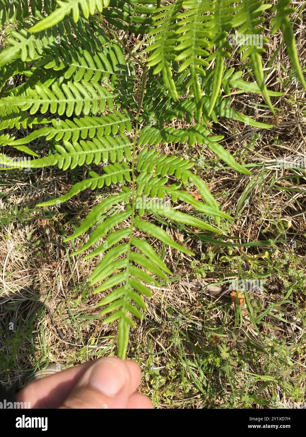 Tailed Bracken Fern (Pteridium aquilinum pseudocaudatum) Plantae Stock ...