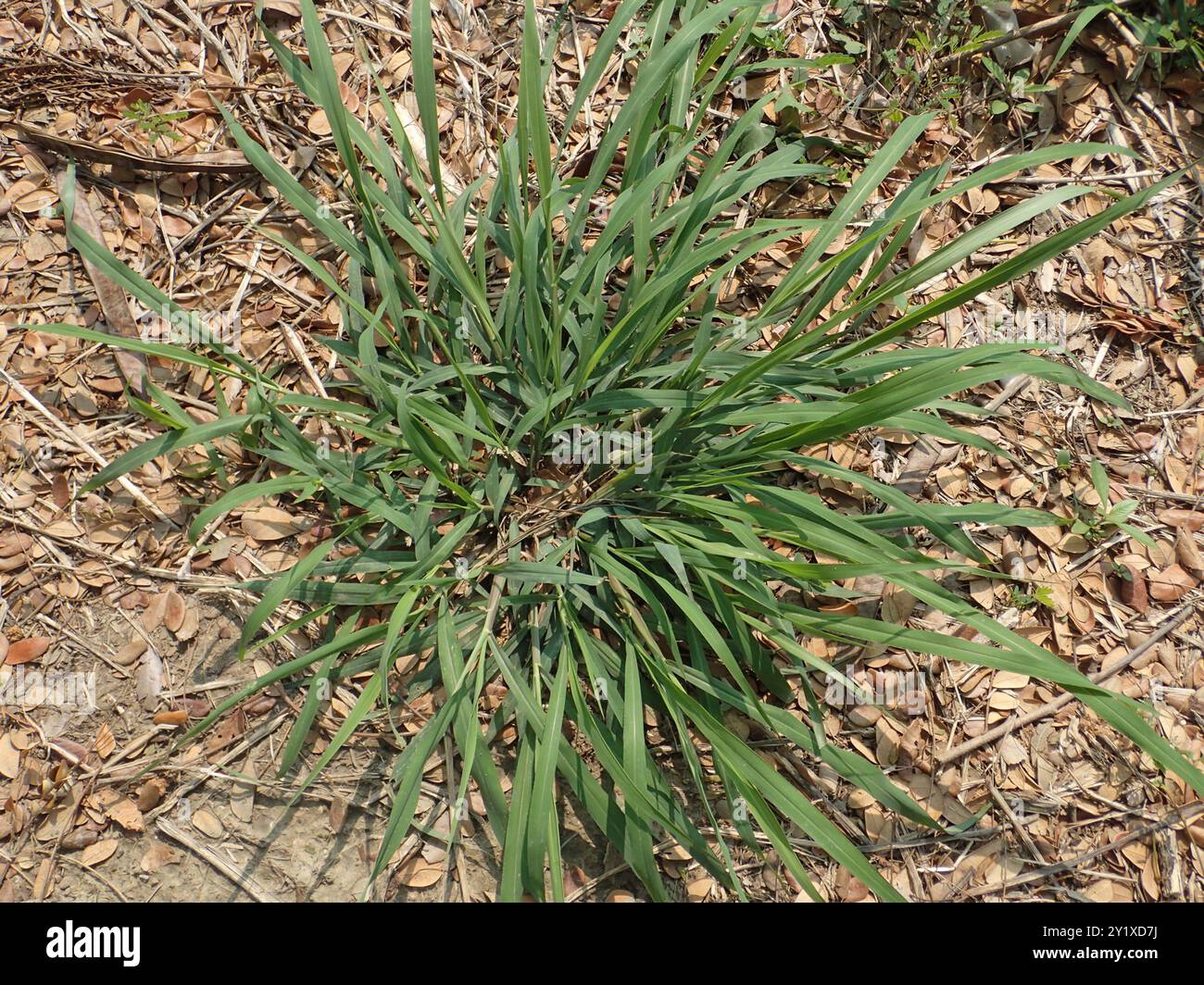 guinea grass (Megathyrsus maximus) Plantae Stock Photo - Alamy