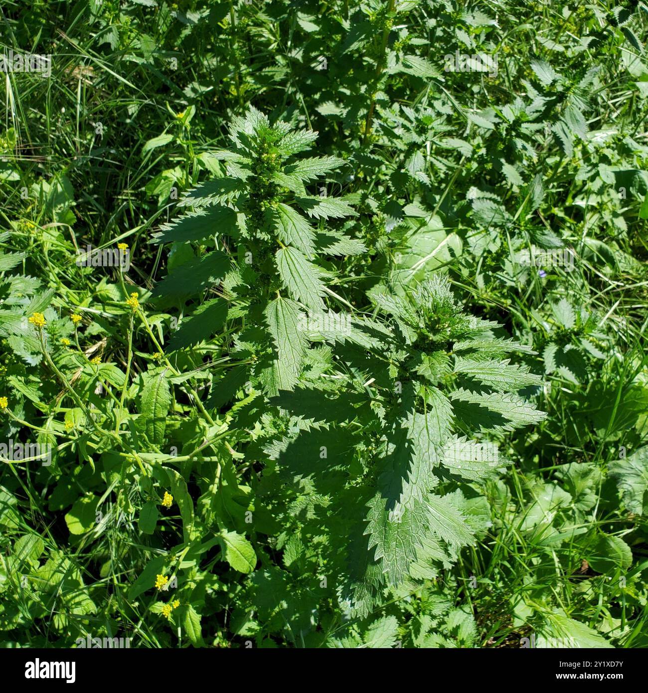 Dwarf Nettle (Urtica urens) Plantae Stock Photo - Alamy