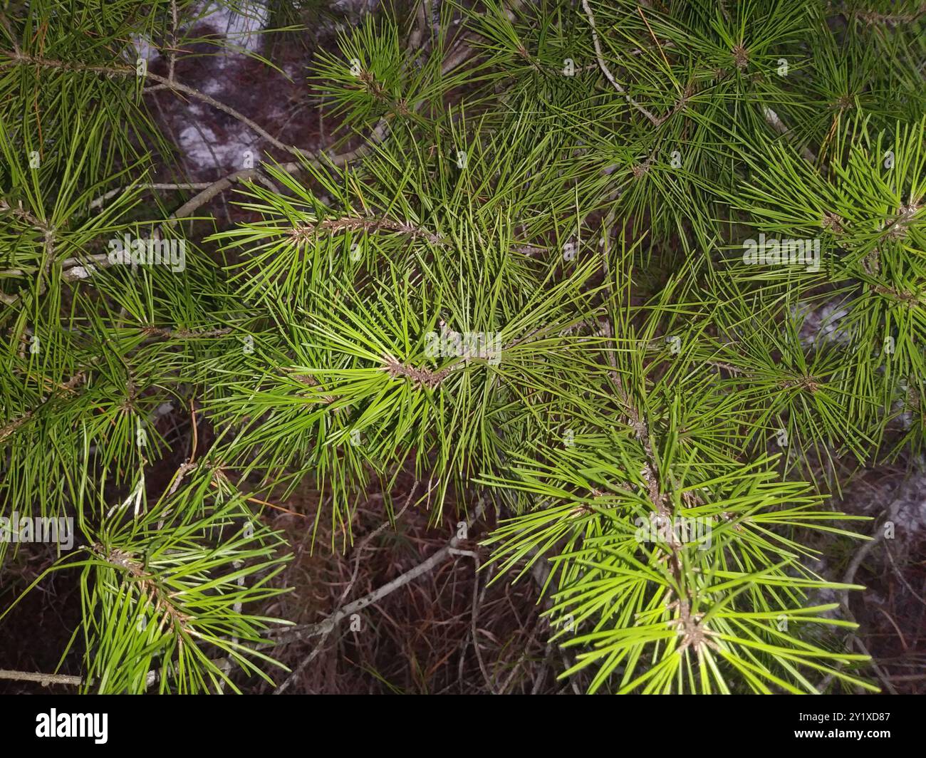 sand pine (Pinus clausa) Plantae Stock Photo - Alamy