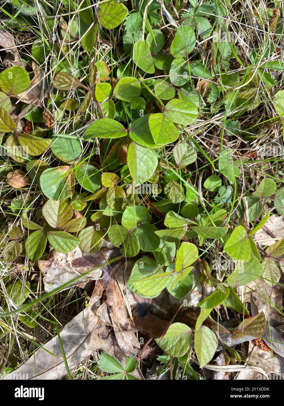Sand Ticktrefoil (Desmodium lineatum) Plantae Stock Photo - Alamy