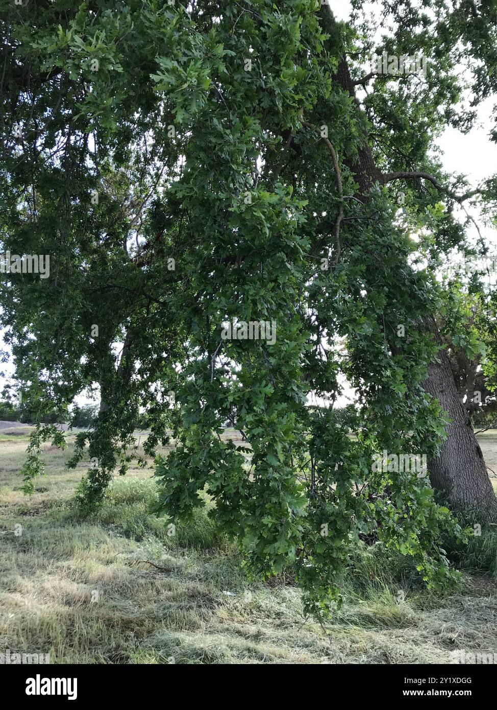valley oak (Quercus lobata) Plantae Stock Photo - Alamy