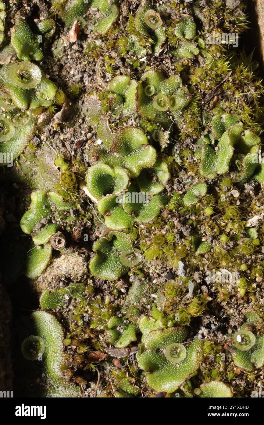 Common Liverwort (Marchantia polymorpha) Plantae Stock Photo - Alamy
