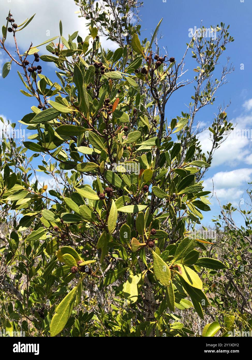 Green Buttonwood (Conocarpus erectus) Plantae Stock Photo - Alamy