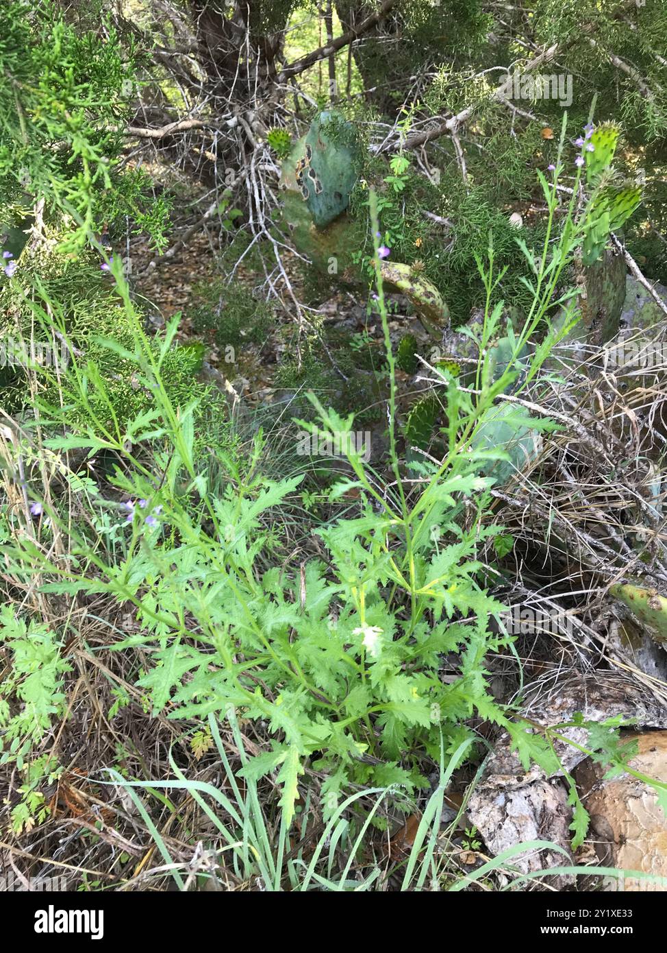 Texas vervain (Verbena halei) Plantae Stock Photo - Alamy