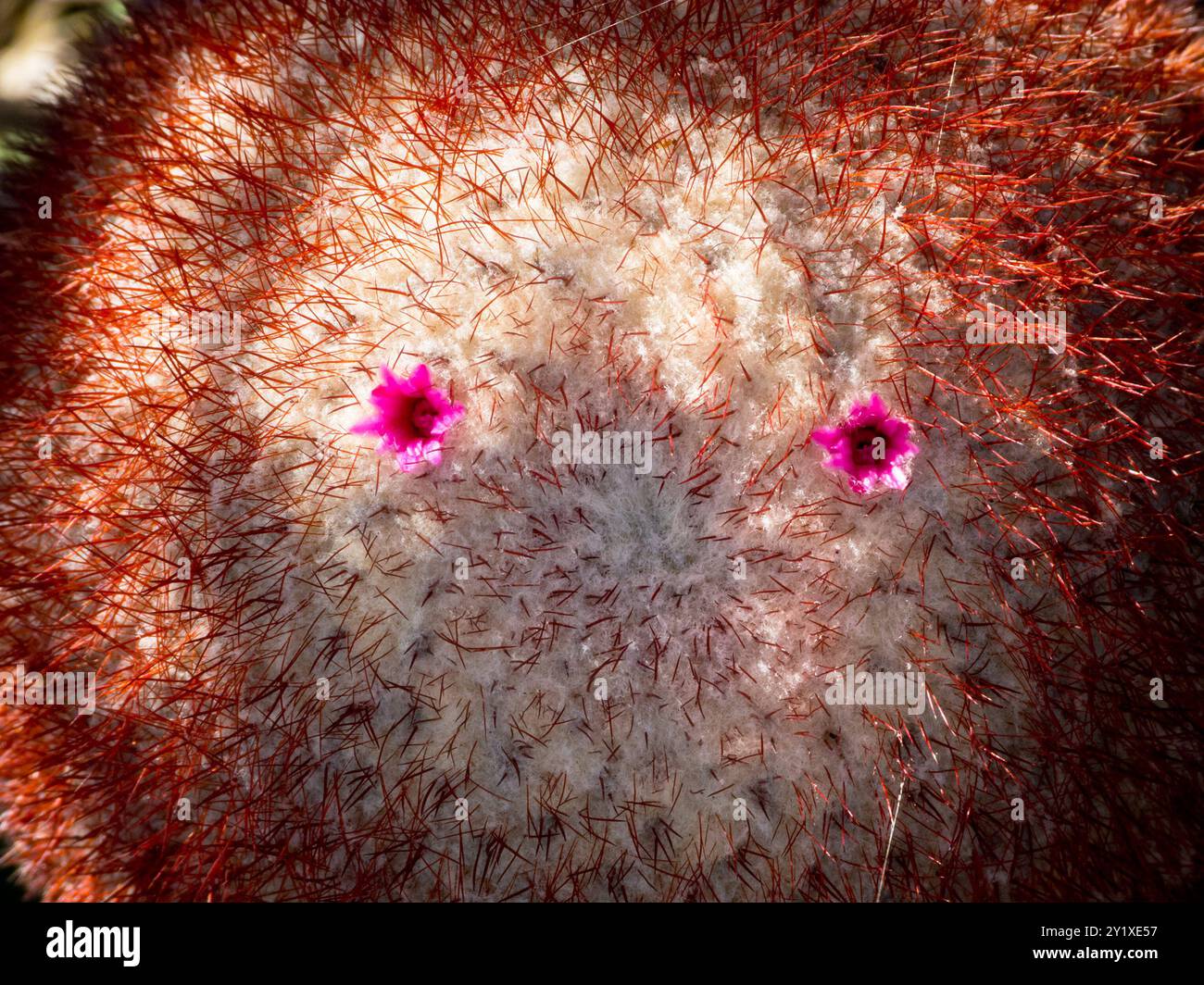 (Melocactus andinus hernandezii) Plantae Stock Photo - Alamy