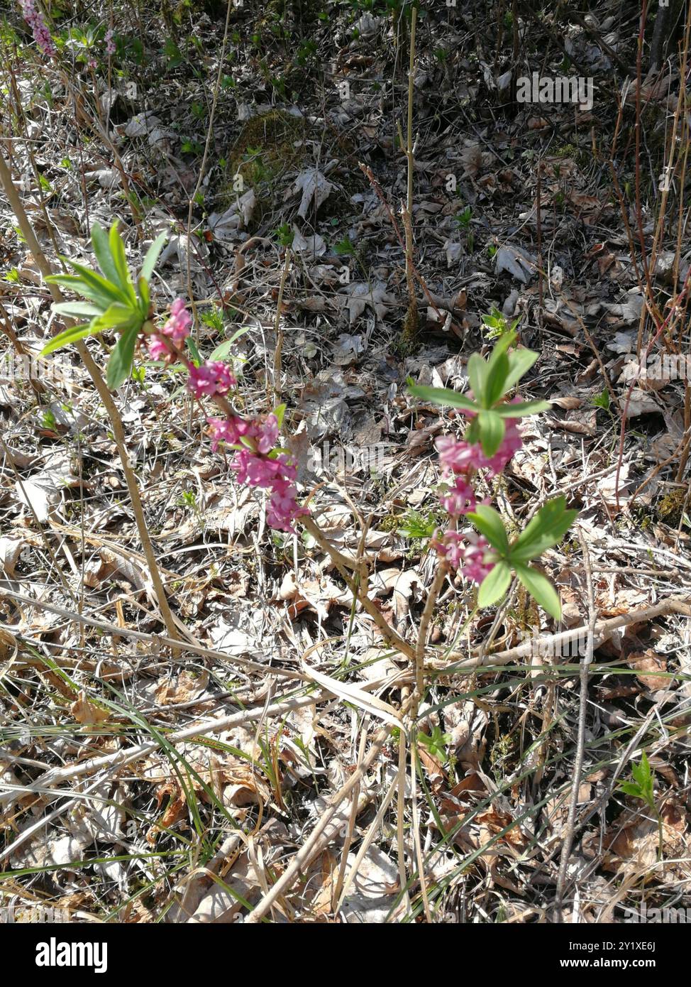 Mezereon (Daphne mezereum) Plantae Stock Photo - Alamy