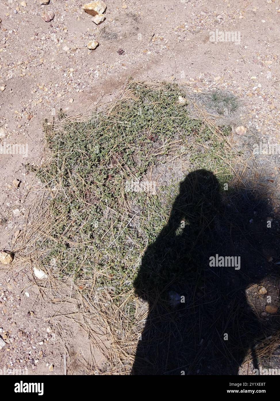 Mahala mat (Ceanothus prostratus) Plantae Stock Photo - Alamy