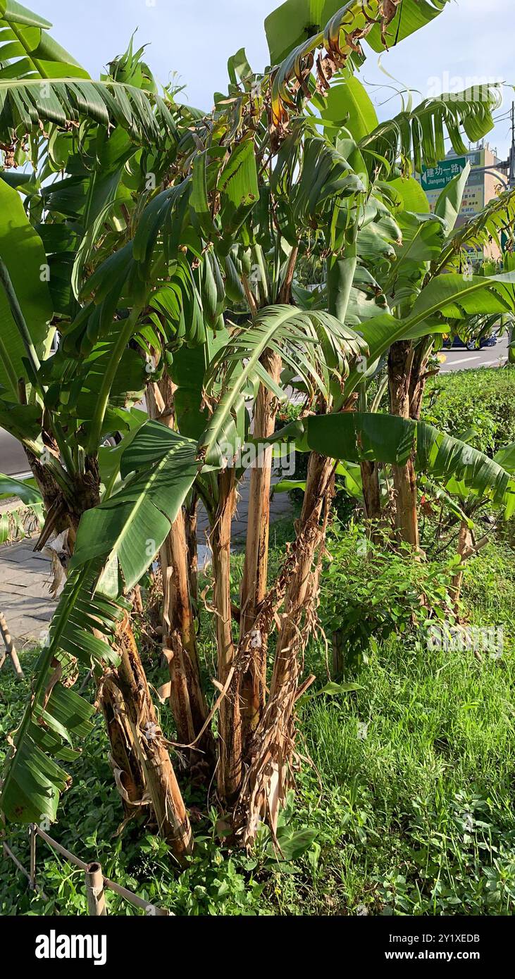 gingers, bananas, and allies (Zingiberales) Plantae Stock Photo - Alamy