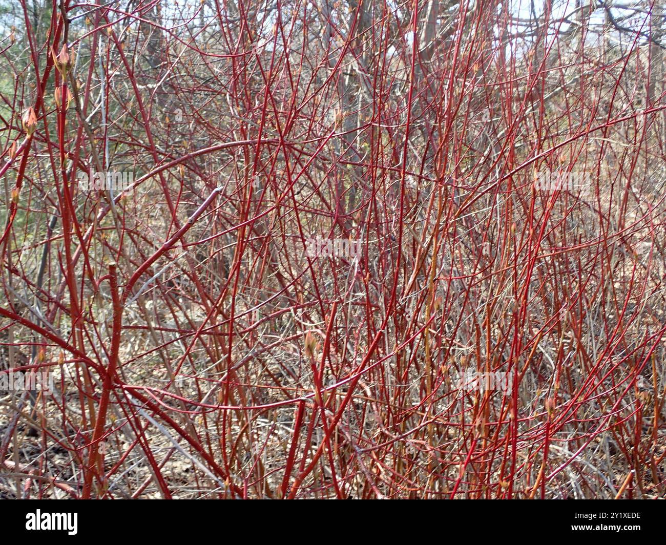 red osier dogwood (Cornus sericea) Plantae Stock Photo - Alamy
