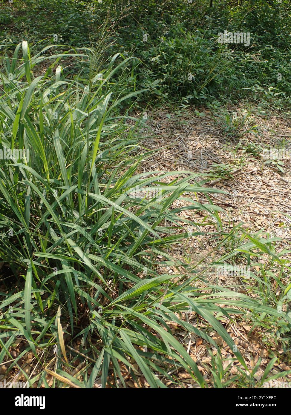guinea grass (Megathyrsus maximus) Plantae Stock Photo - Alamy