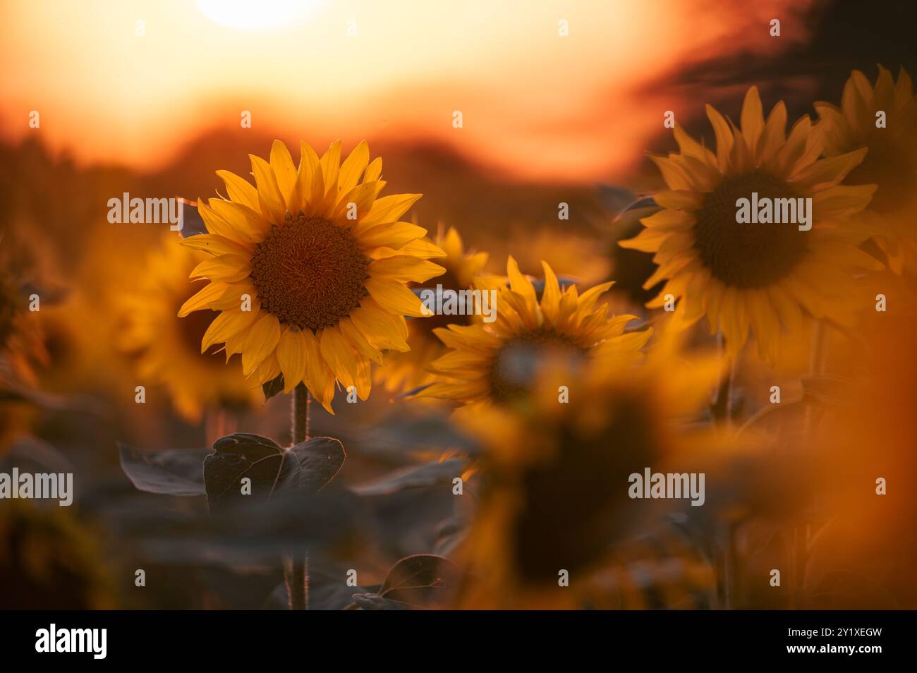 A field of blooming sunflowers is bathed in the warm colors of sunset ...
