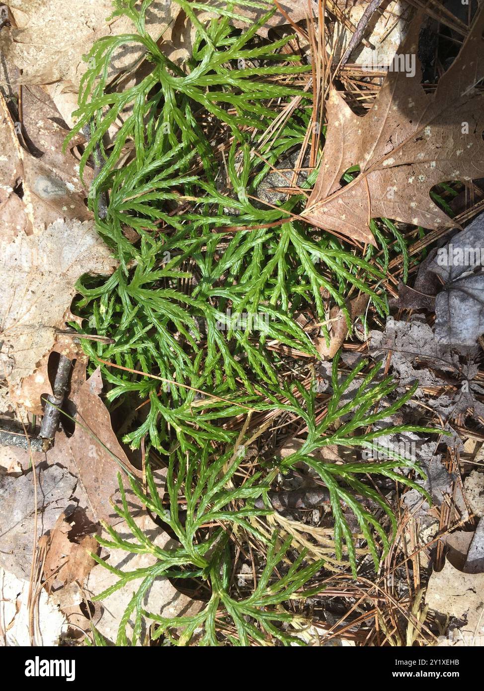 fan clubmoss (Diphasiastrum digitatum) Plantae Stock Photo - Alamy