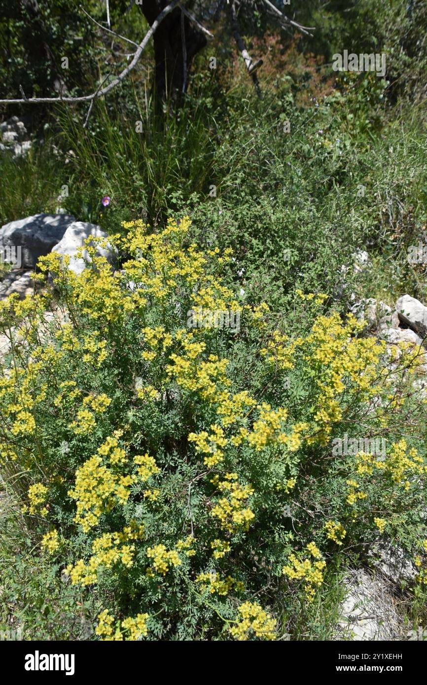 Fringed Rue (Ruta chalepensis) Plantae Stock Photo - Alamy