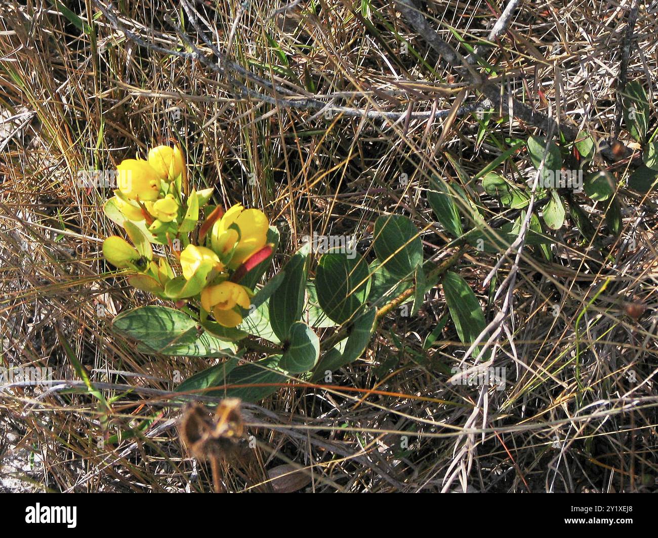 sensitive and partridge peas (Chamaecrista) Plantae Stock Photo - Alamy
