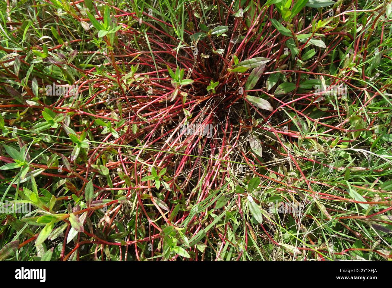plants (Plantae) Plantae Stock Photo - Alamy
