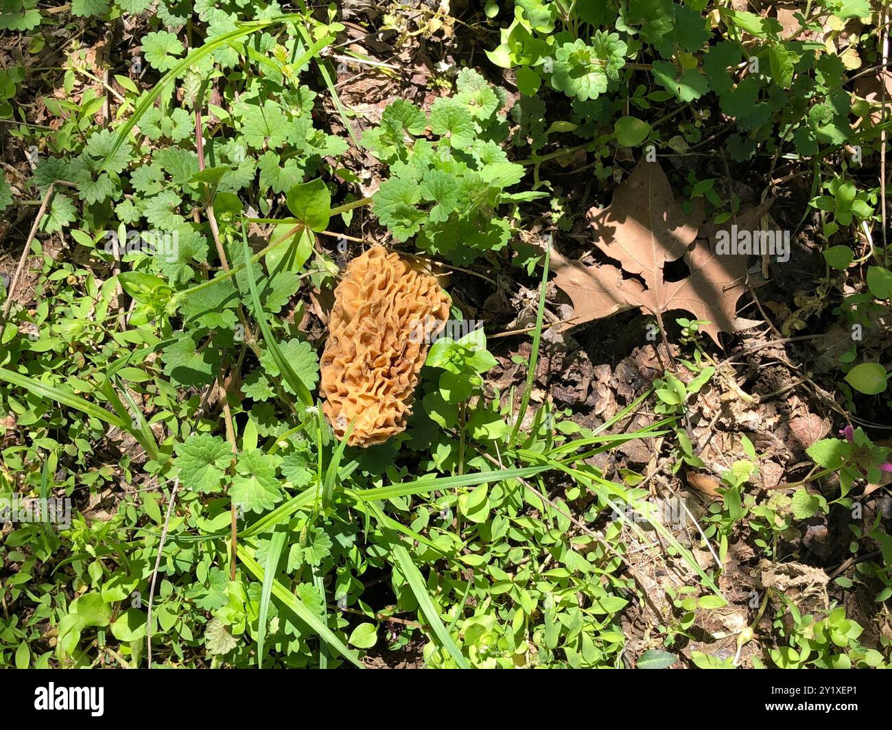 white morel (Morchella americana) Fungi Stock Photo - Alamy