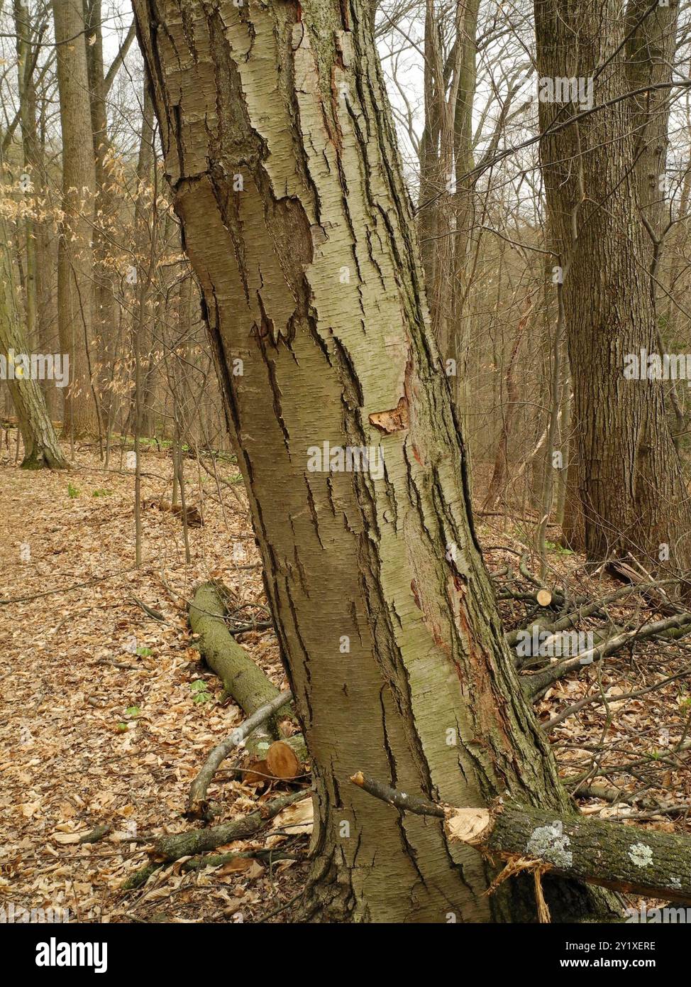 sweet birch (Betula lenta) Plantae Stock Photo - Alamy