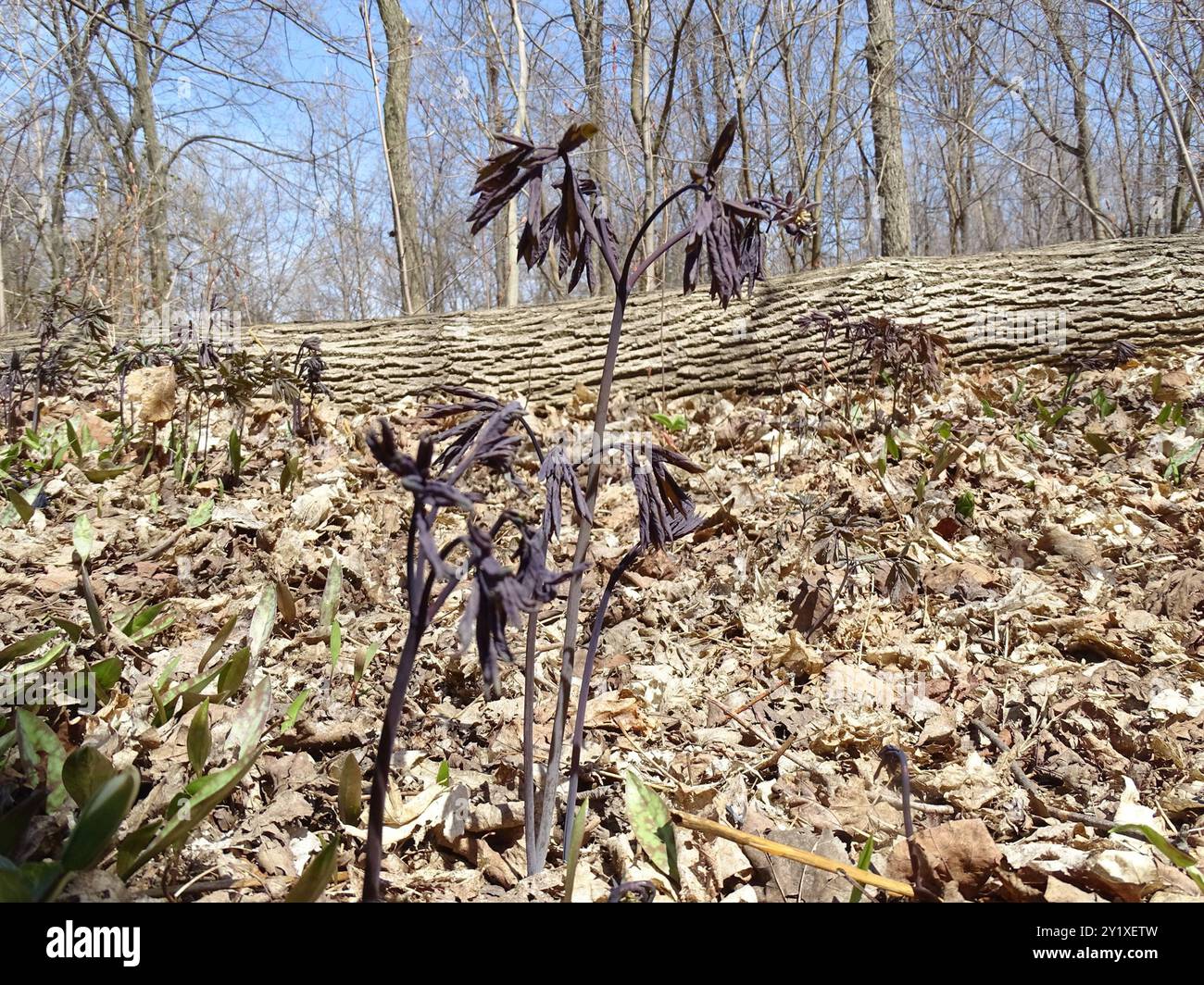 early blue cohosh (Caulophyllum giganteum) Plantae Stock Photo - Alamy