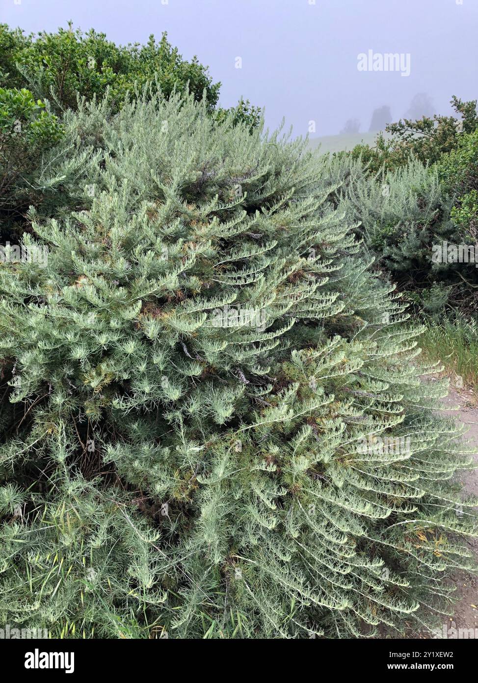 California sagebrush (Artemisia californica) Plantae Stock Photo - Alamy