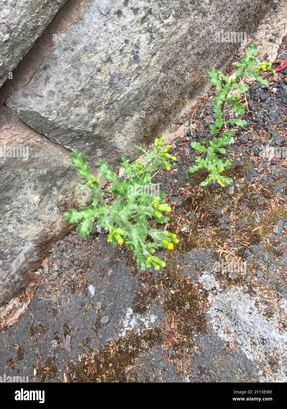common groundsel (Senecio vulgaris) Plantae Stock Photo - Alamy
