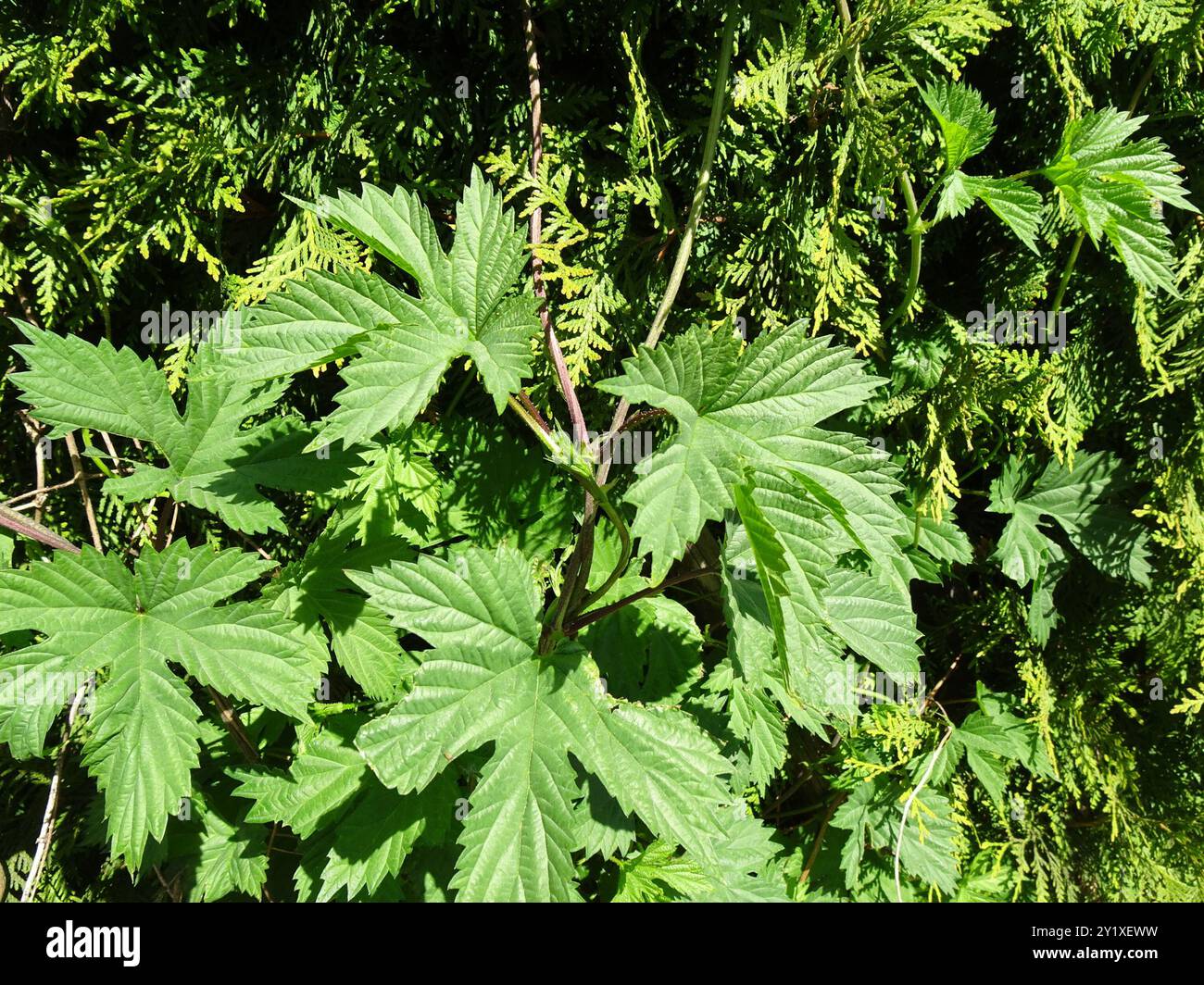 common hops (Humulus lupulus) Plantae Stock Photo - Alamy