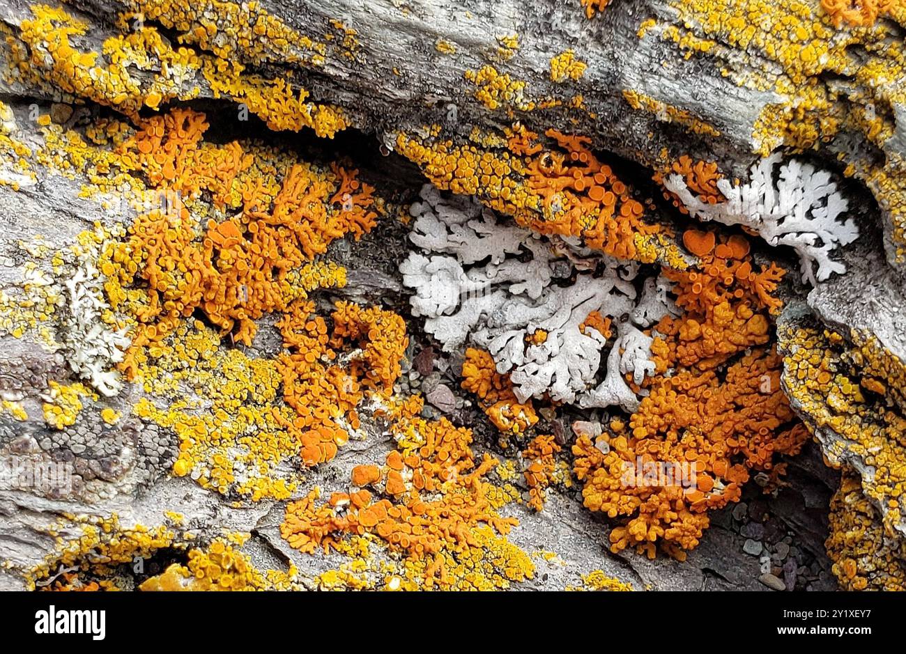 Pin-cushion Sunburst Lichen (Polycauliona polycarpa) Fungi Stock Photo ...