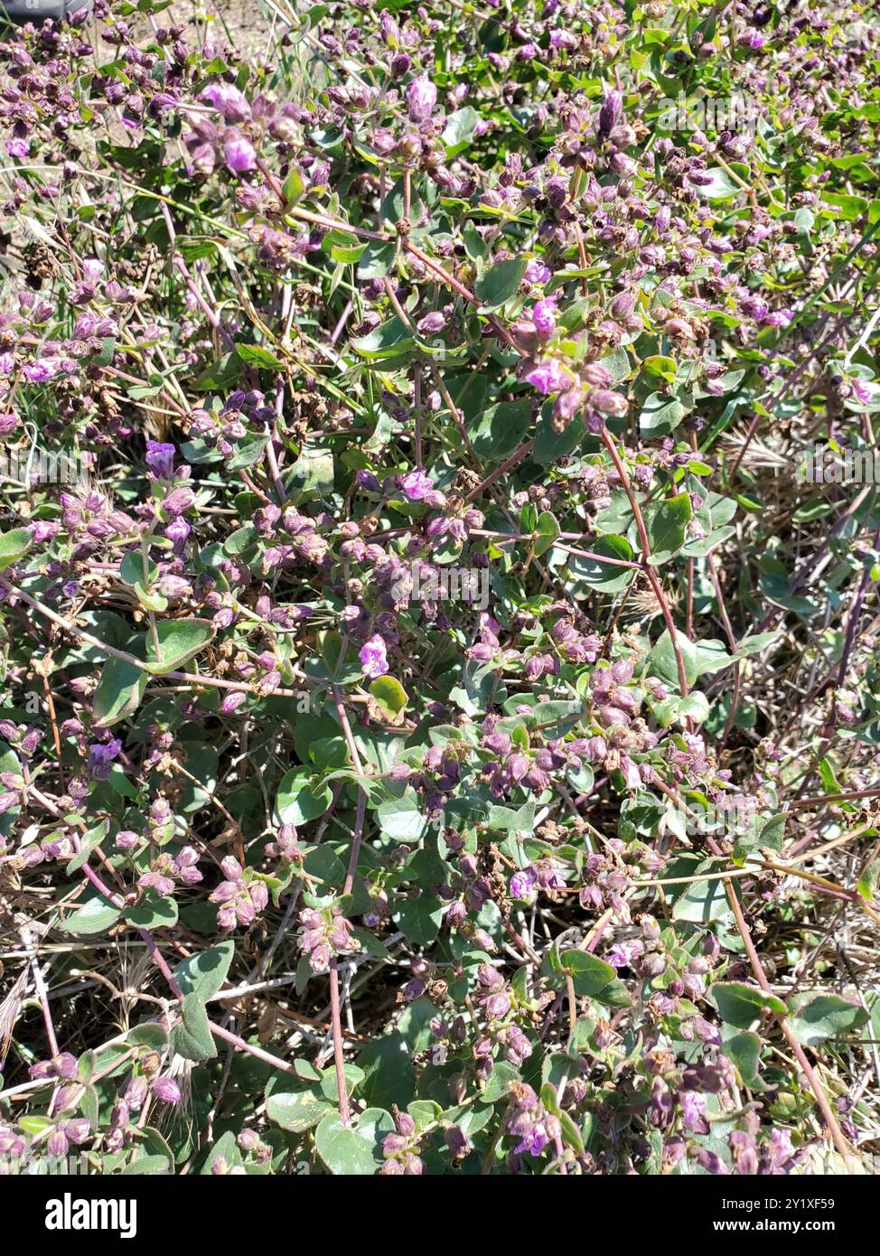 Wishbone Bush (Mirabilis laevis) Plantae Stock Photo - Alamy