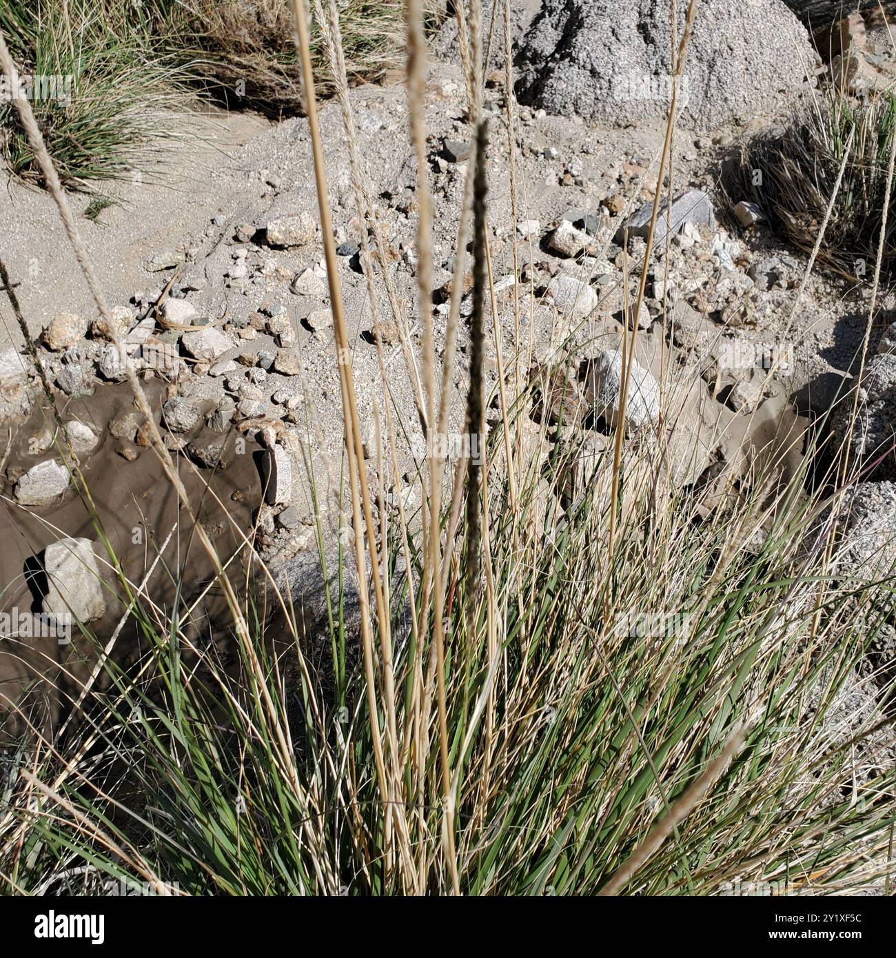 deergrass (Muhlenbergia rigens) Plantae Stock Photo - Alamy