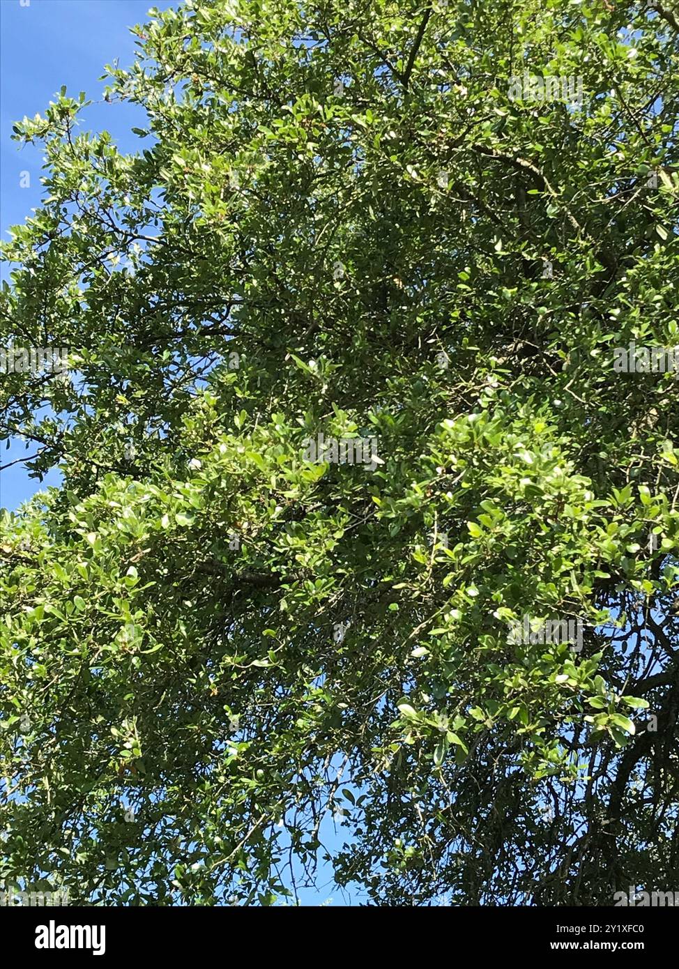 Texas live oak (Quercus fusiformis) Plantae Stock Photo - Alamy