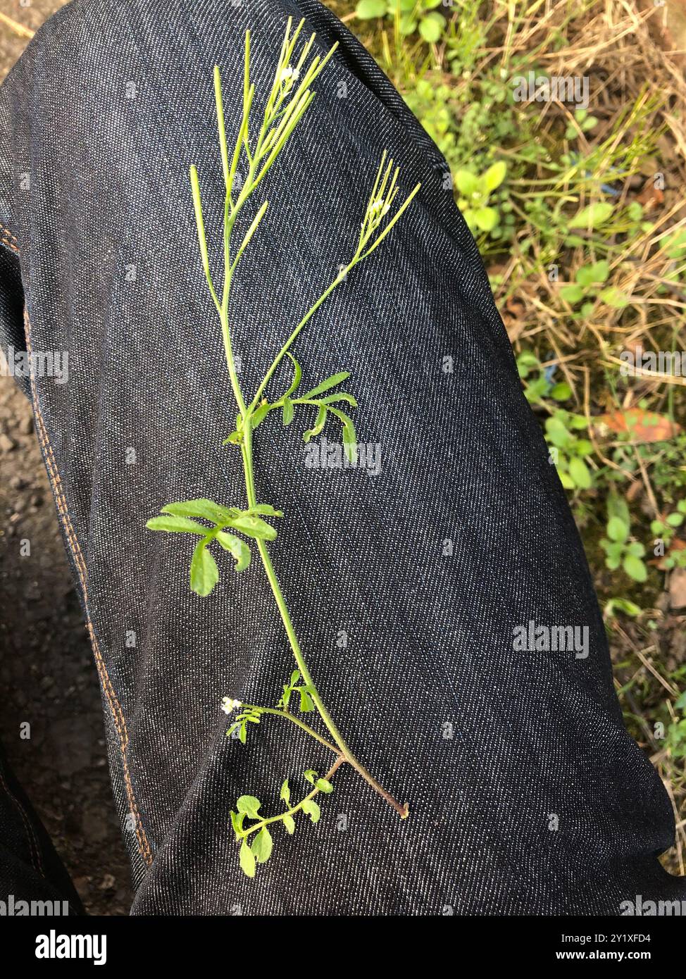 wavy bittercress (Cardamine flexuosa) Plantae Stock Photo - Alamy