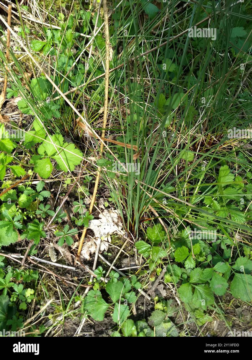 Hard Rush (Juncus inflexus) Plantae Stock Photo - Alamy