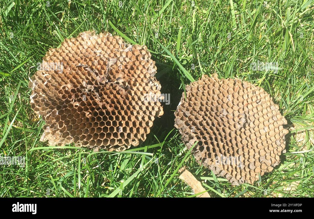 Hornets, Paper Wasps, Potter Wasps, and Allies (Vespidae) Insecta Stock ...